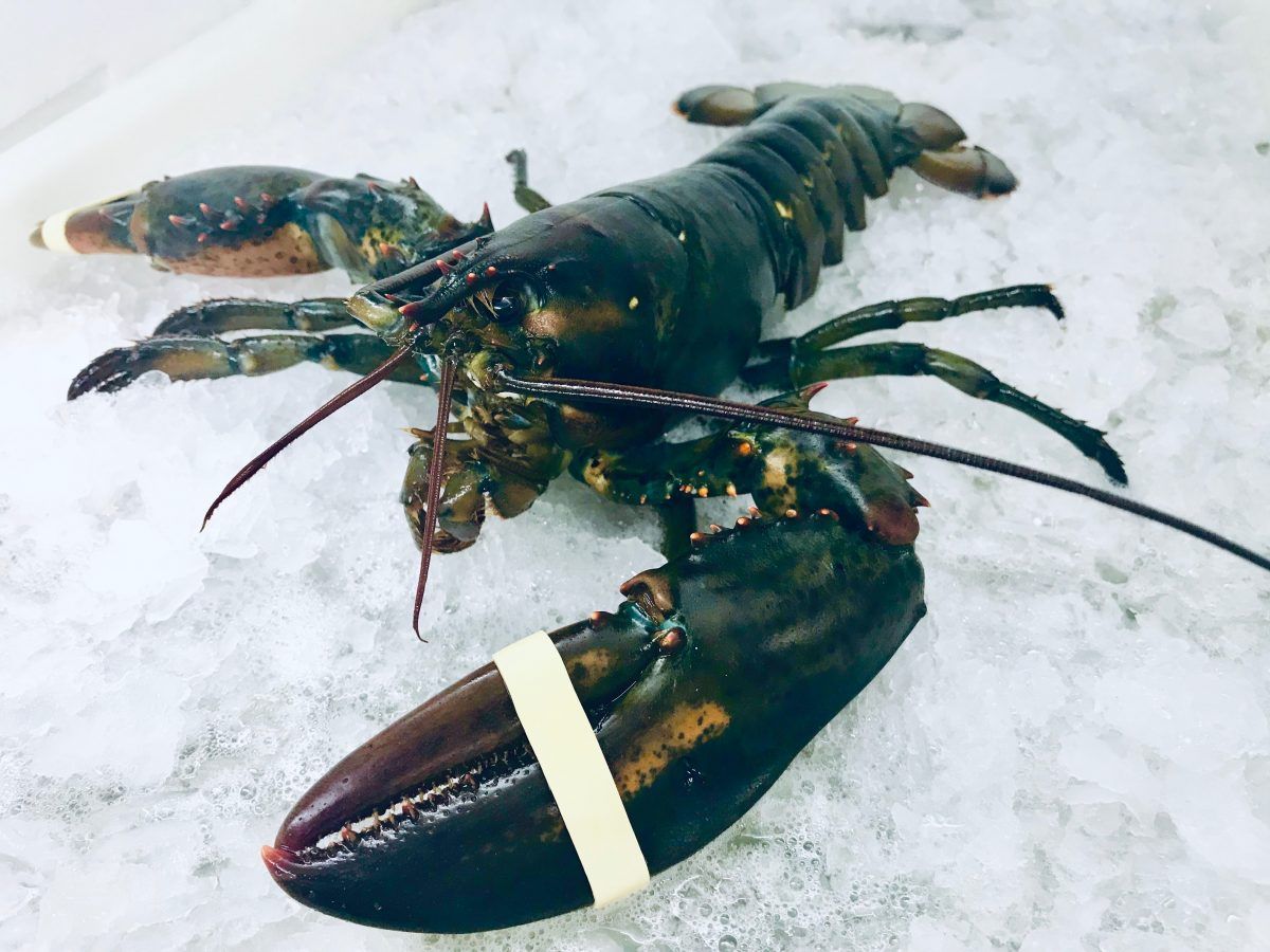 MARISCO VIVO - Bilbofres, pescados frescos y congelados